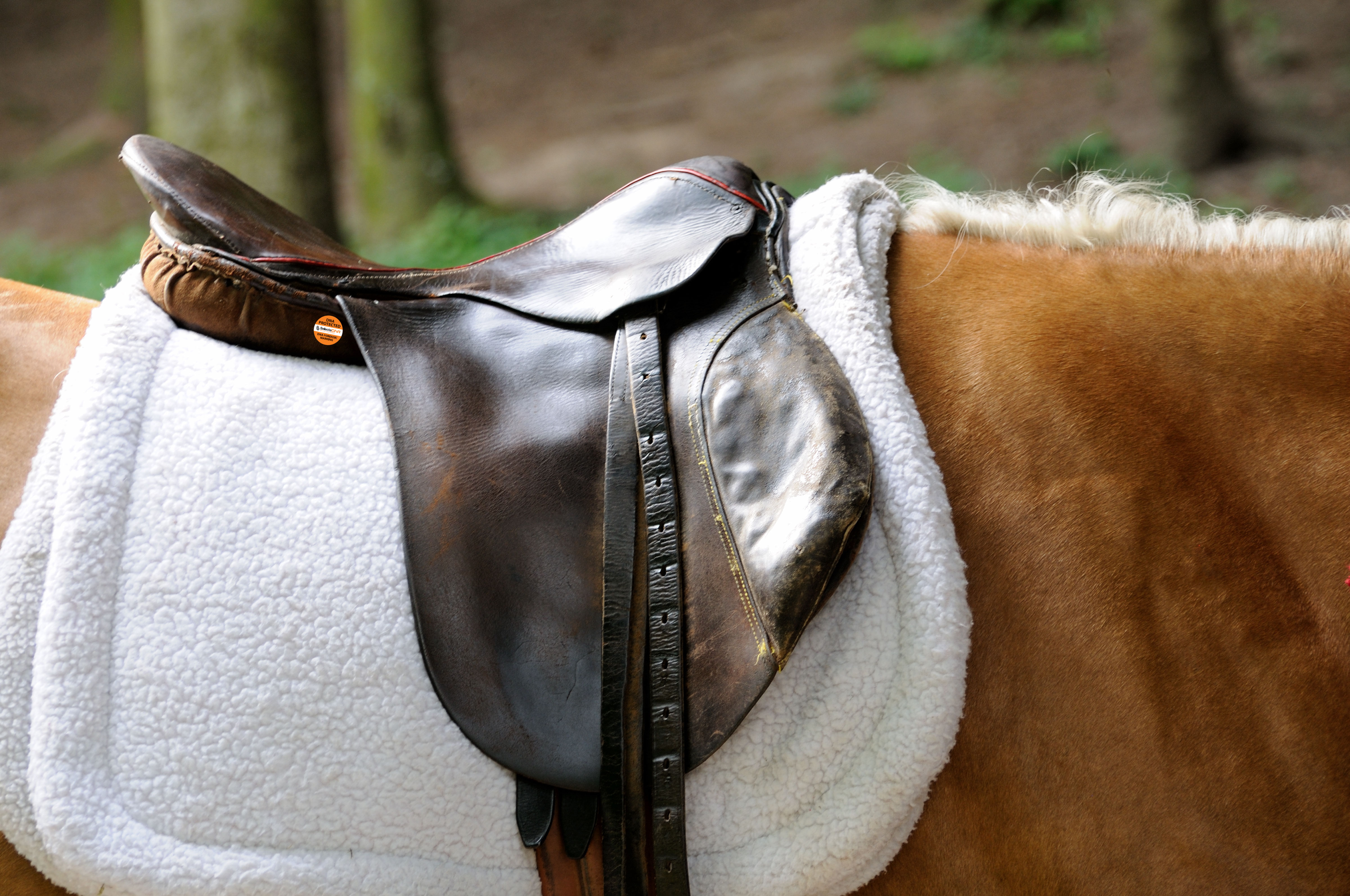 SelectaDNA Equestrian Kit | SelectaDNA